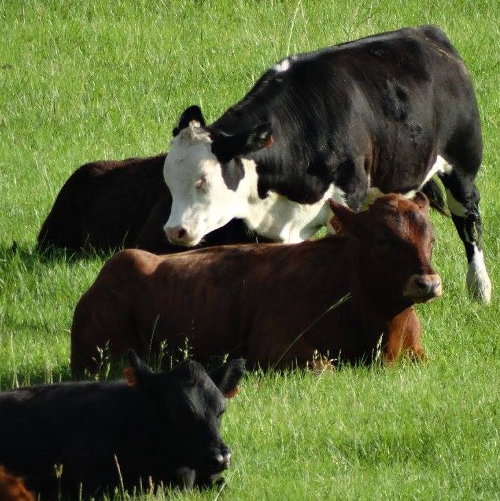 Local Beef Directory