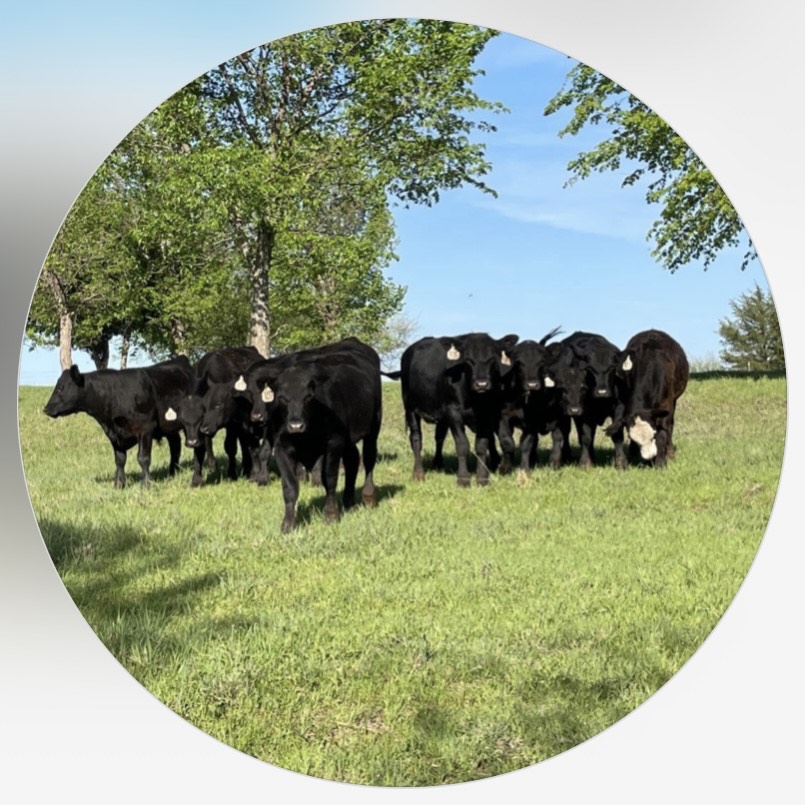 Local Beef Directory