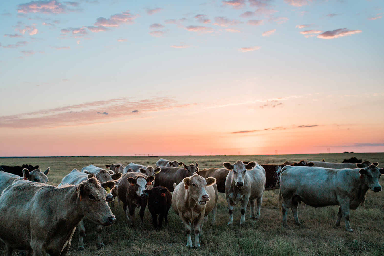 Colby and Shellie Collins